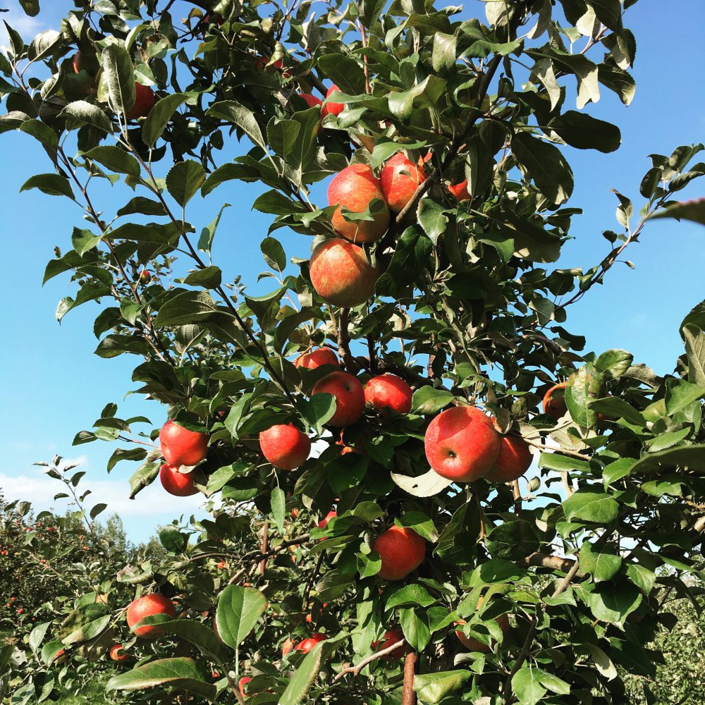 SweeTango™! - Pleasant Valley Orchard