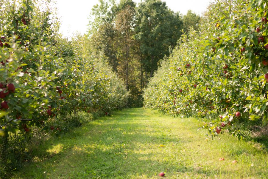 Blog - Pleasant Valley Orchard